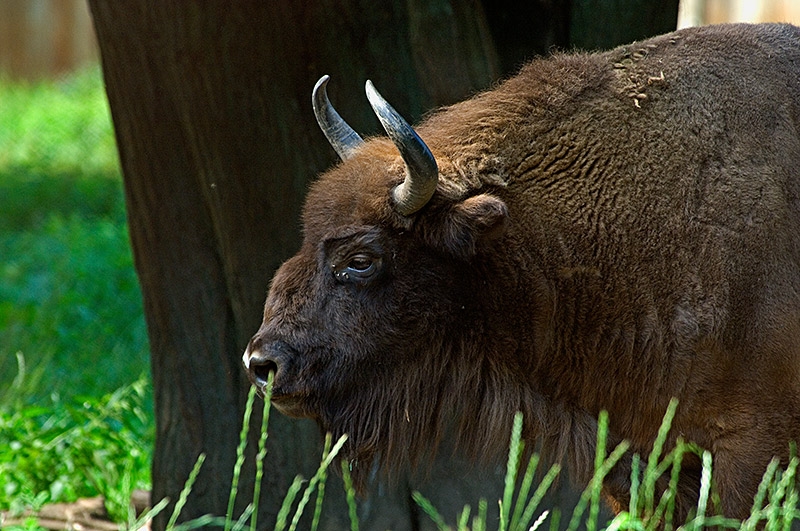 A Frugarolo arriva la Sagra del Bufalo