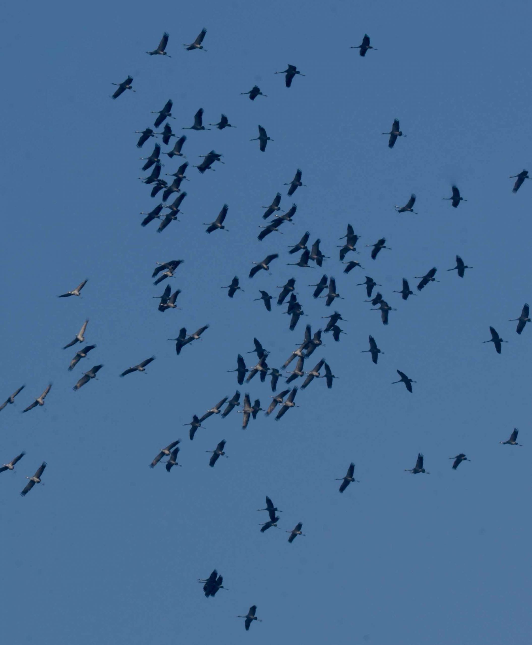 Il video dei tre stormi di gru in migrazione passati su Vignale Monferrato