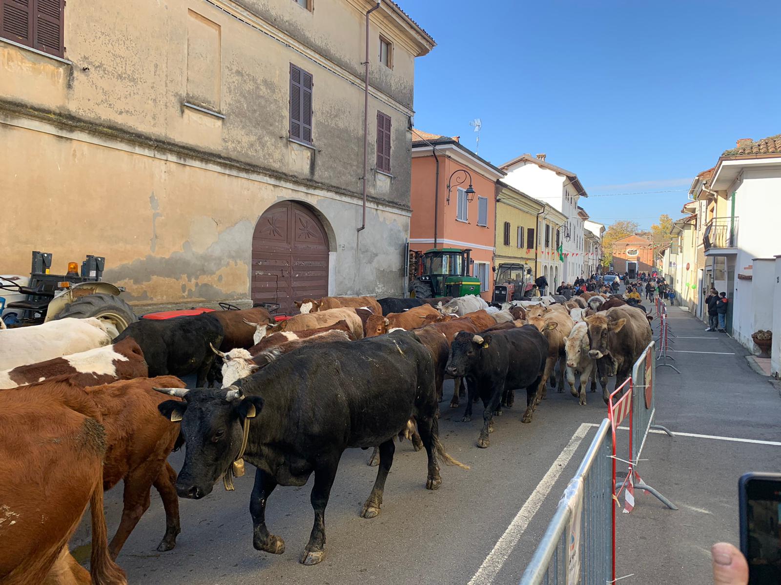 Rivarone rivive la transumanza: un intero paese in festa