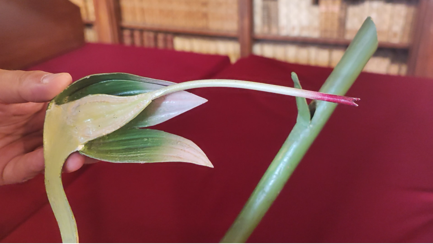 Summa Plantarum e Giardini Disobbedienti, dentro le mostre al Salone ...