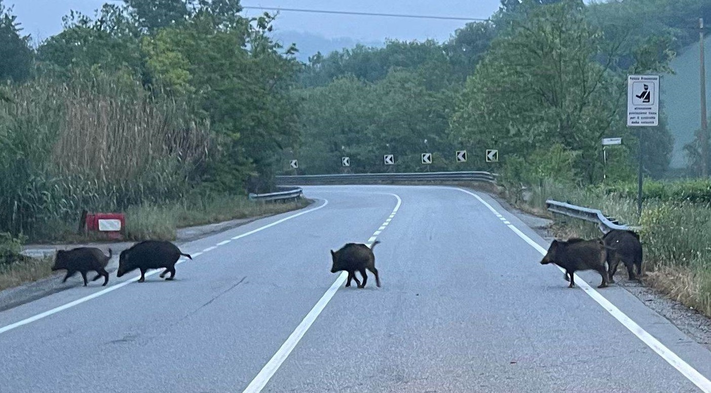 Avvistato un branco di cinghiali sulla strada Colla vicino a Valenza
