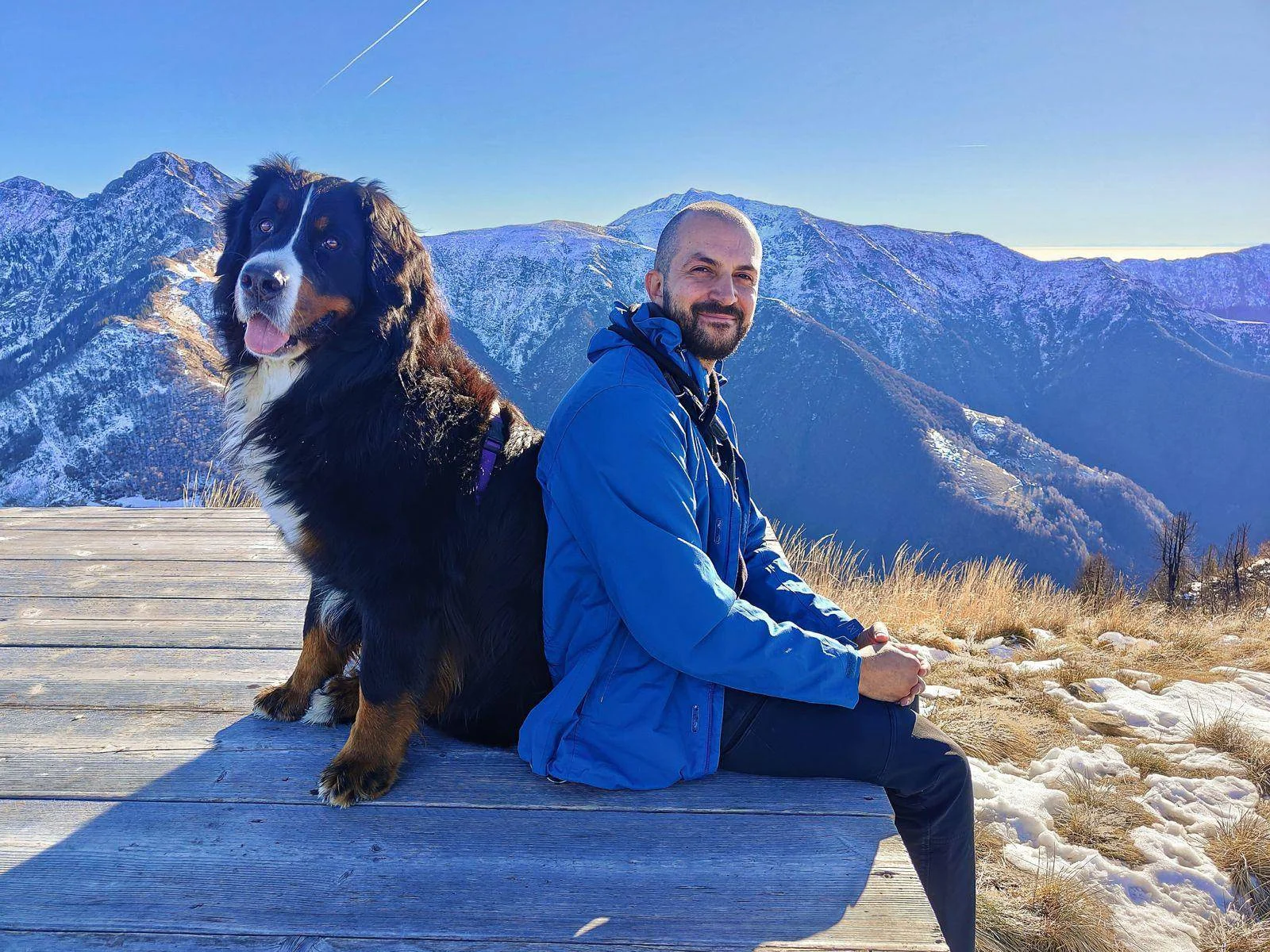 'Amico Fido', l'app per mappare i bocconi avvelenati, "35mila download ...